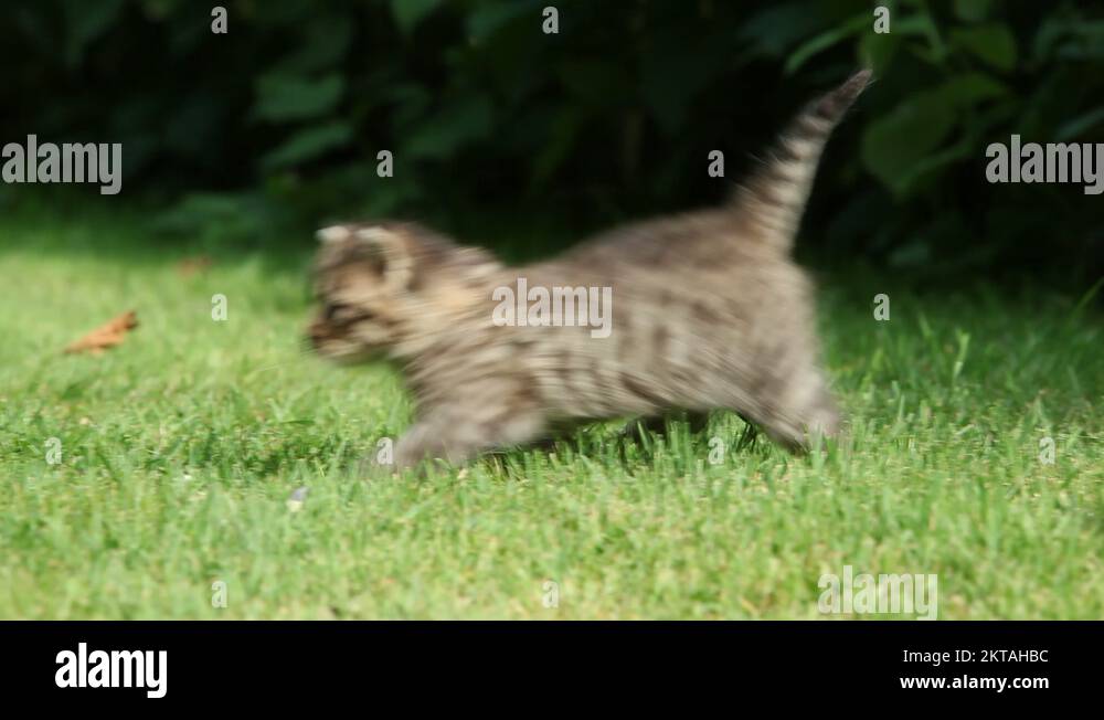 Kitten running Stock Videos & Footage - HD and 4K Video Clips - Alamy