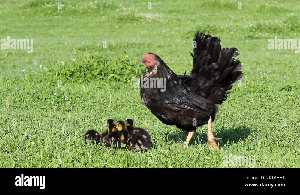 Hen with ducklings Stock Videos & Footage - HD and 4K Video Clips - Alamy