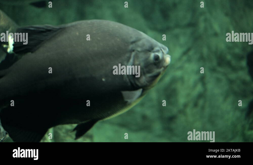 Large pectoral fins Stock Videos & Footage - HD and 4K Video Clips - Alamy