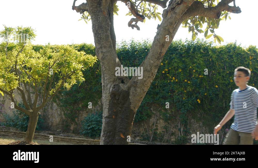Boy climbing tree barefoot Stock Videos & Footage - HD and 4K Video ...