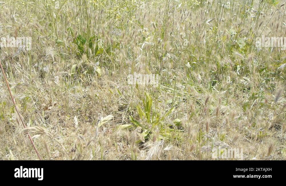 Two girls walking hand in hand through field, low section Stock Video ...