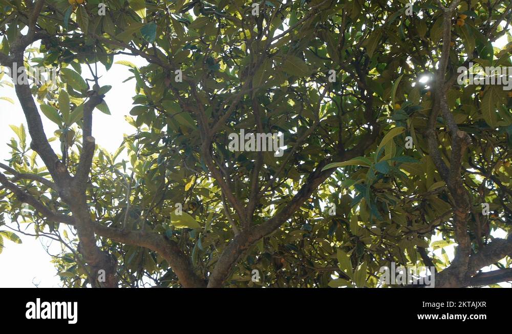 Sunlight shining through tree Stock Videos & Footage - HD and 4K Video ...