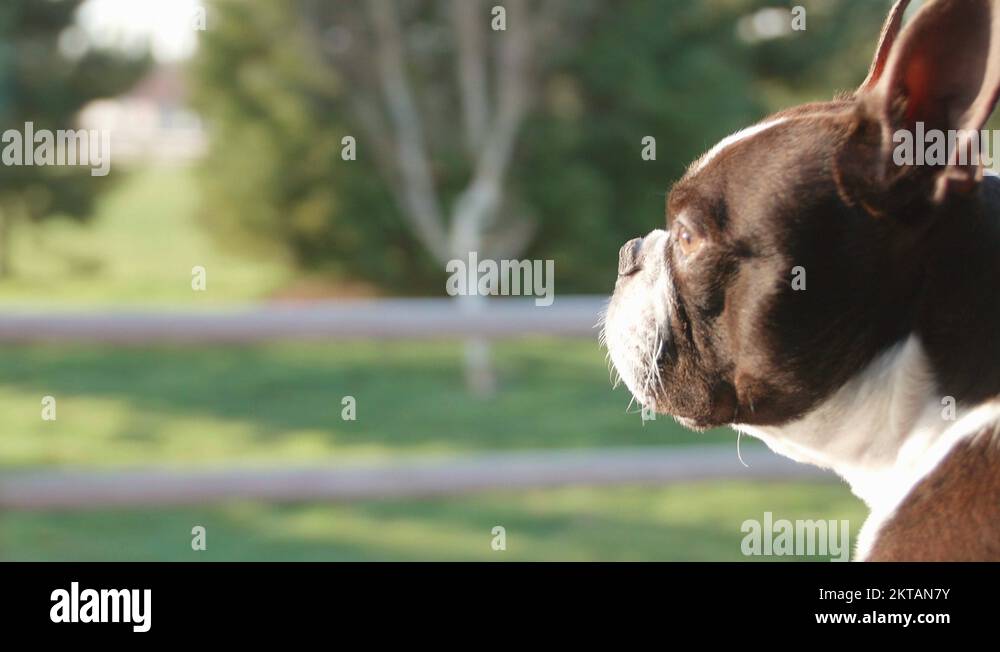 Boston terrier head Stock Videos & Footage - HD and 4K Video Clips - Alamy