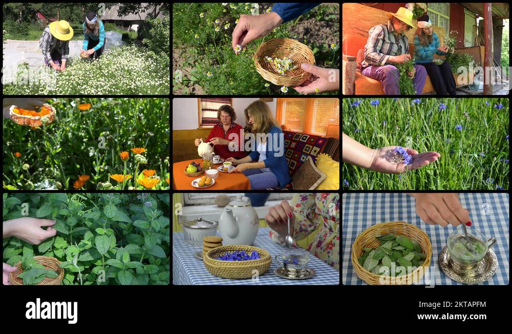 Tea collage Stock Videos & Footage - HD and 4K Video Clips - Alamy