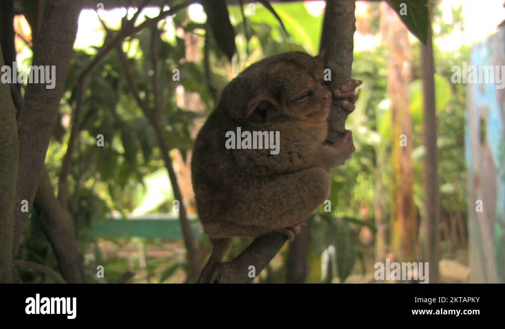 Tarsier Sleeping In A Tree, Bohol, Philippines Stock Video Footage - Alamy