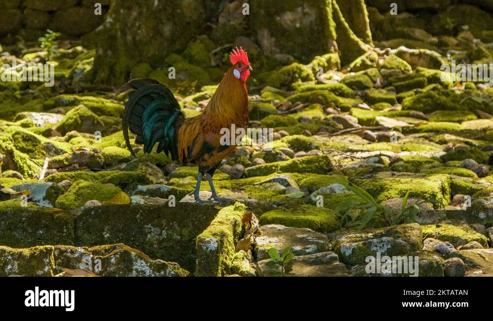 Big rooster Stock Videos & Footage - HD and 4K Video Clips - Alamy