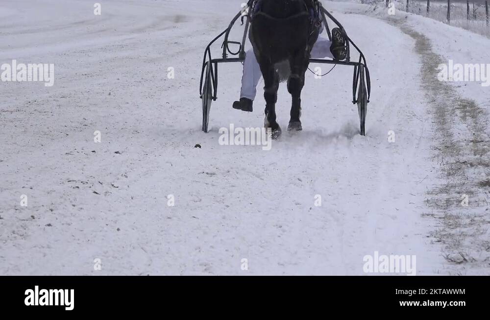 Race horse legs with riders in wheel carts fight on snowy track in ...