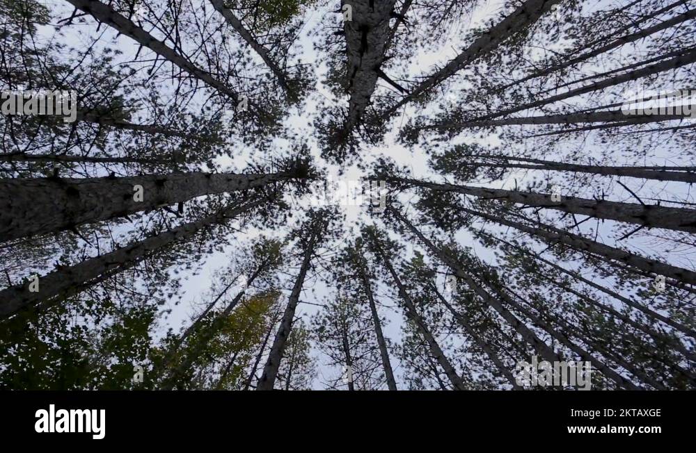 tall straight trees point straight up from viewer on a windy day Stock ...
