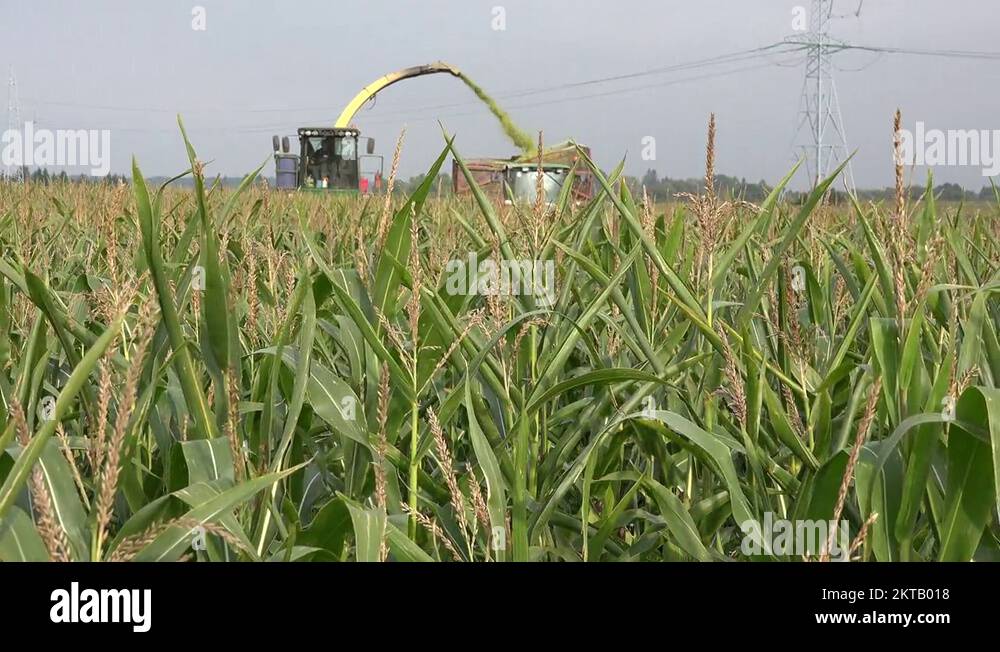 Maize plantation Stock Videos & Footage - HD and 4K Video Clips - Alamy