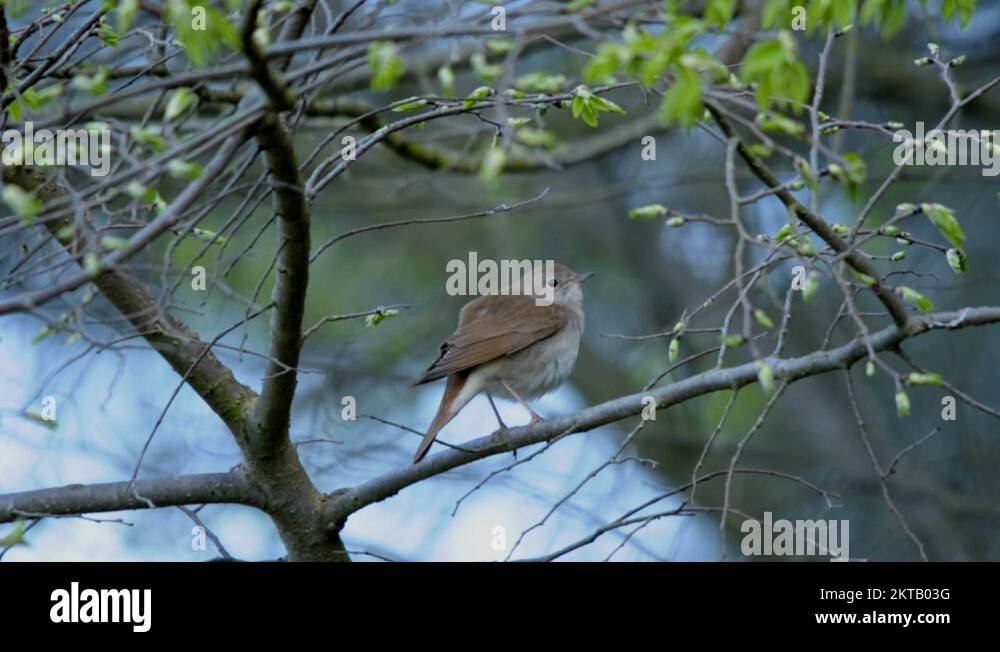 Nightingale singing tree Stock Videos & Footage - HD and 4K Video Clips ...