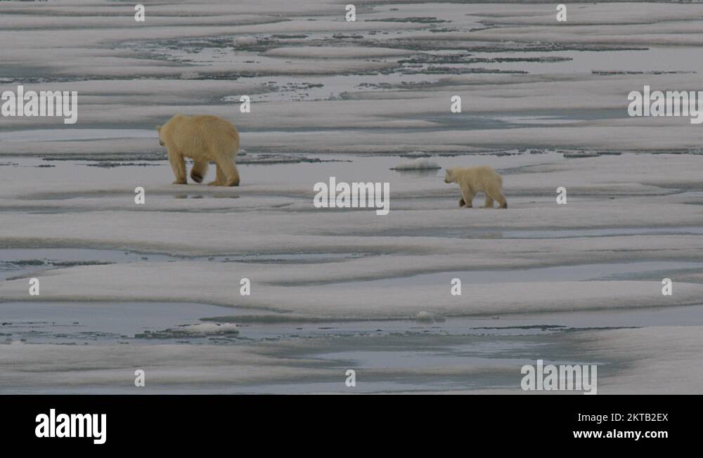 Slow motion - polar bear and cub walk across melting ice and jumps ...