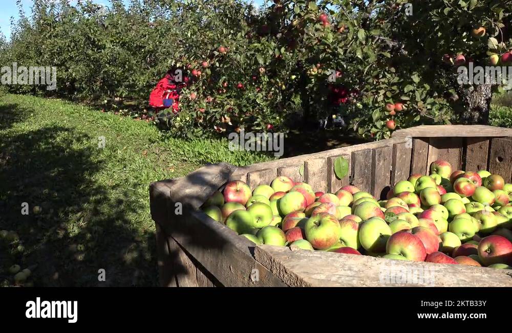 Apple tree in container Stock Videos & Footage - HD and 4K Video Clips ...
