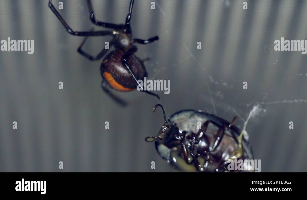 Redback spider Stock Videos & Footage - HD and 4K Video Clips - Alamy