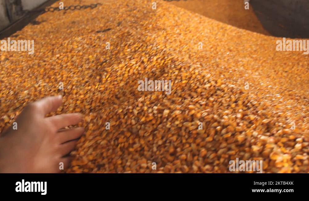 Maize grain Stock Videos & Footage - HD and 4K Video Clips - Alamy