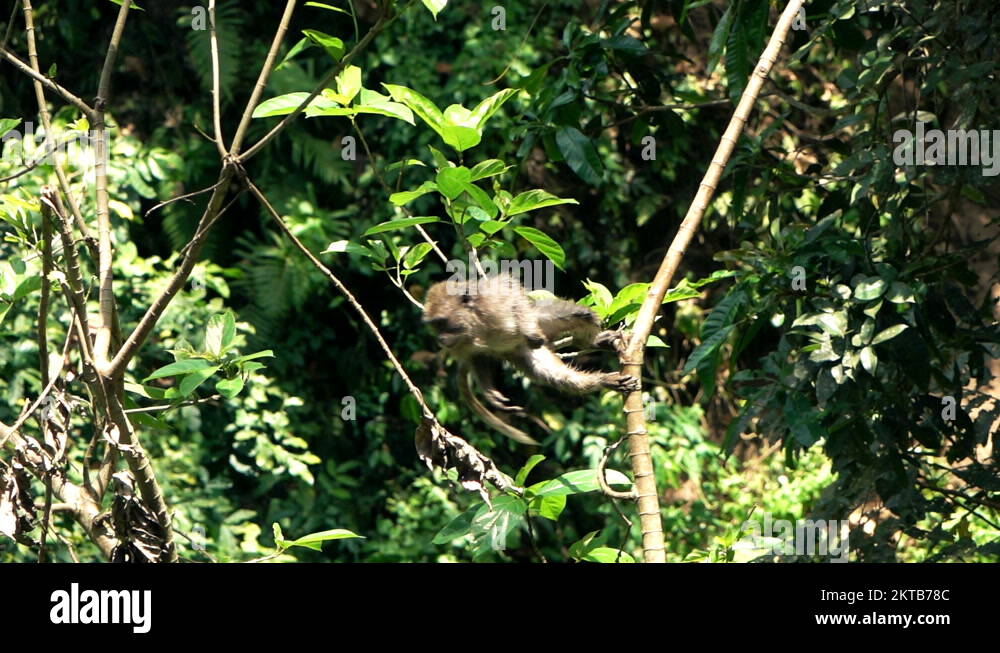Monkey jumping on trees in in Ubud Monkey Forest in Bali, super slow ...