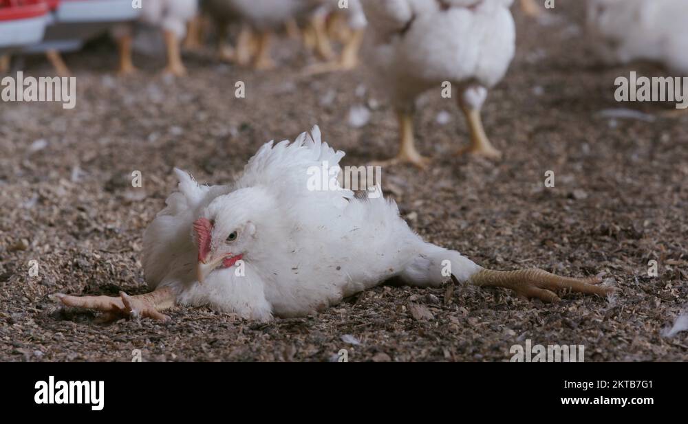 Intensive factory farming of chickens often leads to deformities and ...