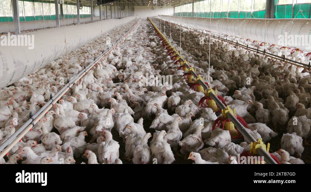Intensive factory farming of chickens in broiler houses Stock Video ...