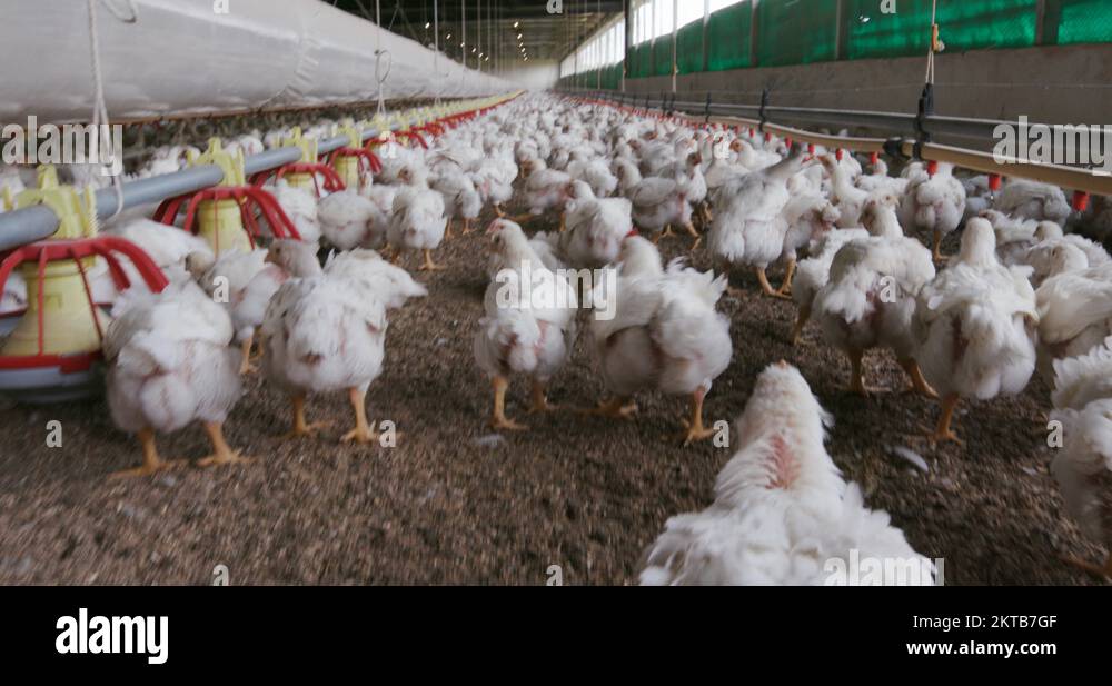 Intensive factory farming of chickens in broiler houses Stock Video ...
