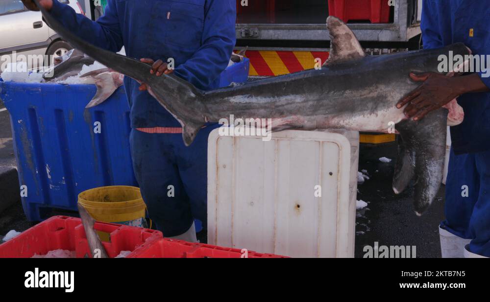 Baby shark dead Stock Videos & Footage - HD and 4K Video Clips - Alamy