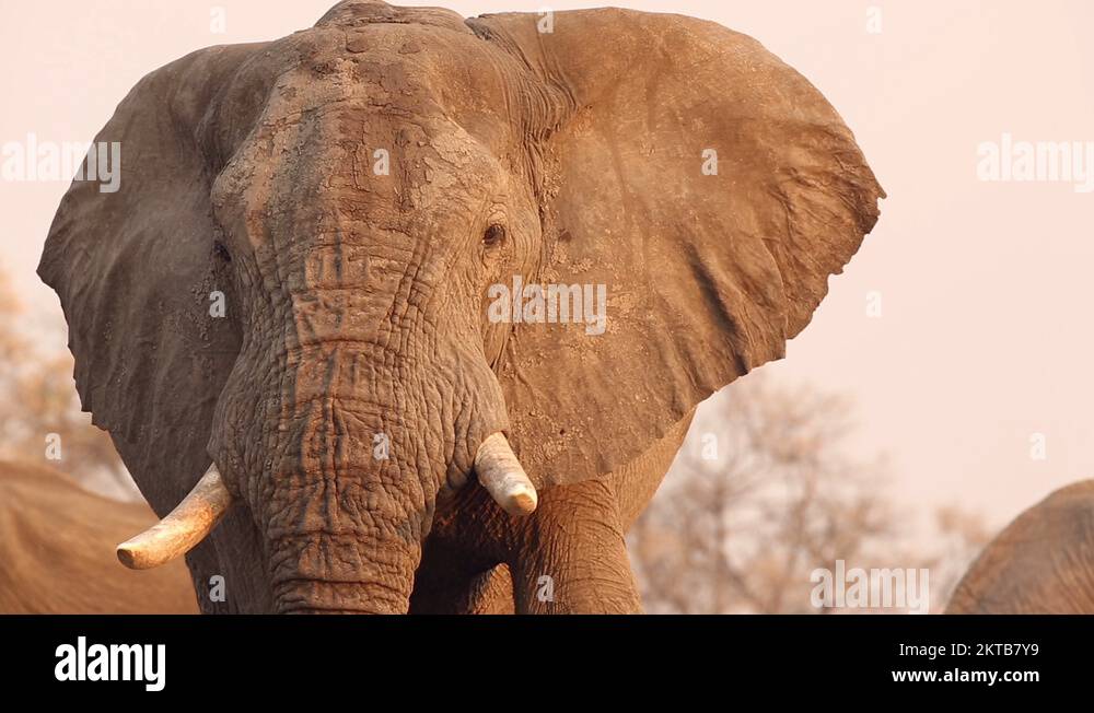 Pacific or korean elephants ears Stock Videos & Footage - HD and 4K ...