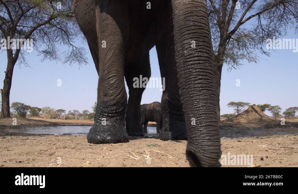 Ivory legs Stock Videos & Footage - HD and 4K Video Clips - Alamy