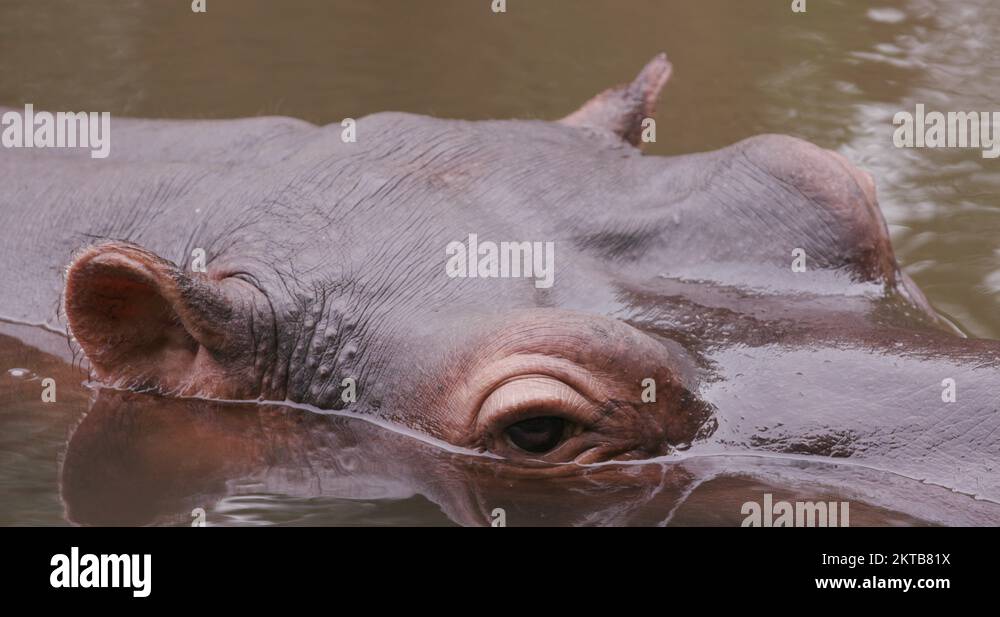 Hippos face Stock Videos & Footage - HD and 4K Video Clips - Alamy