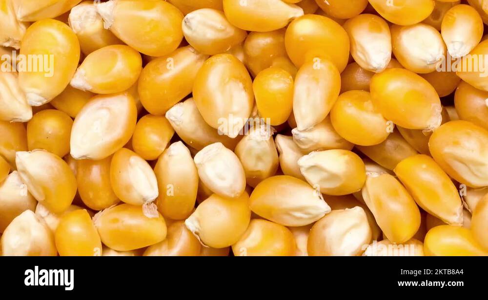 Corn seeds background Stock Videos & Footage - HD and 4K Video Clips ...