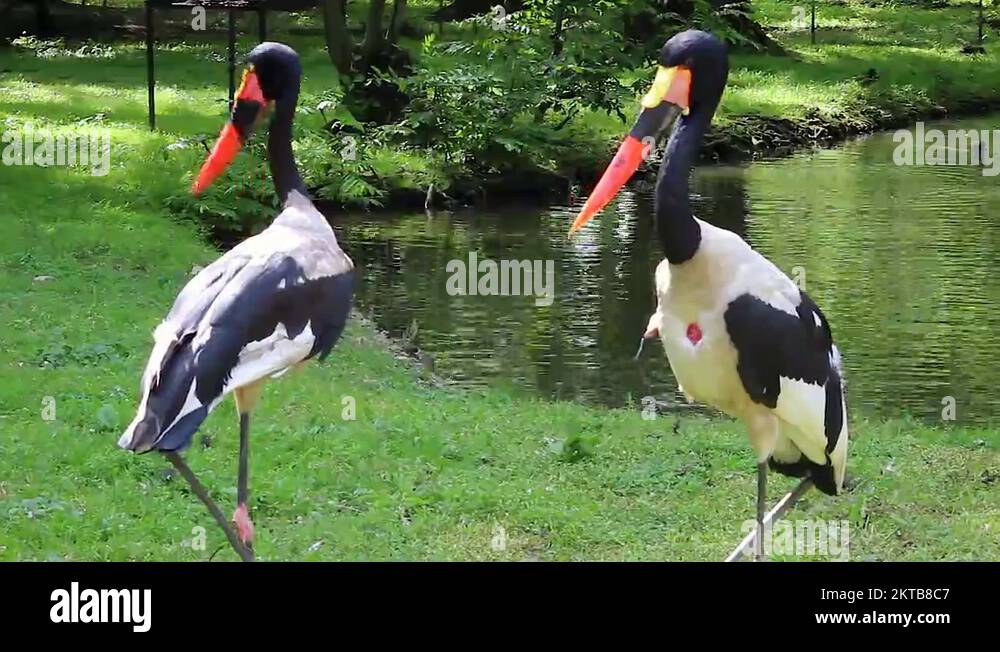 Stork eyes head head Stock Videos & Footage - HD and 4K Video Clips - Alamy