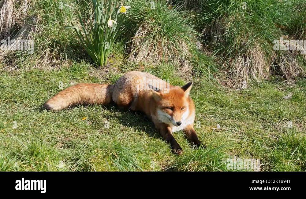 Foxhunting Stock Videos & Footage - HD and 4K Video Clips - Alamy