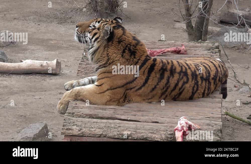Bengal tiger lying inside enclosure on wooden platform, in captivity ...