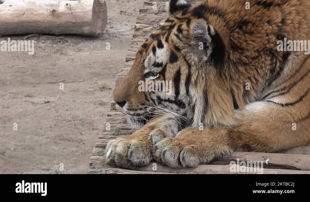 Bengal tiger lying inside the enclosure on wooden platform, in ...