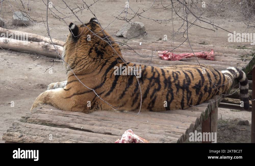 Bengal tiger lying inside the enclosure on wooden platform, in ...