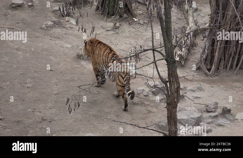 Bengal tiger india guard Stock Videos & Footage - HD and 4K Video Clips ...