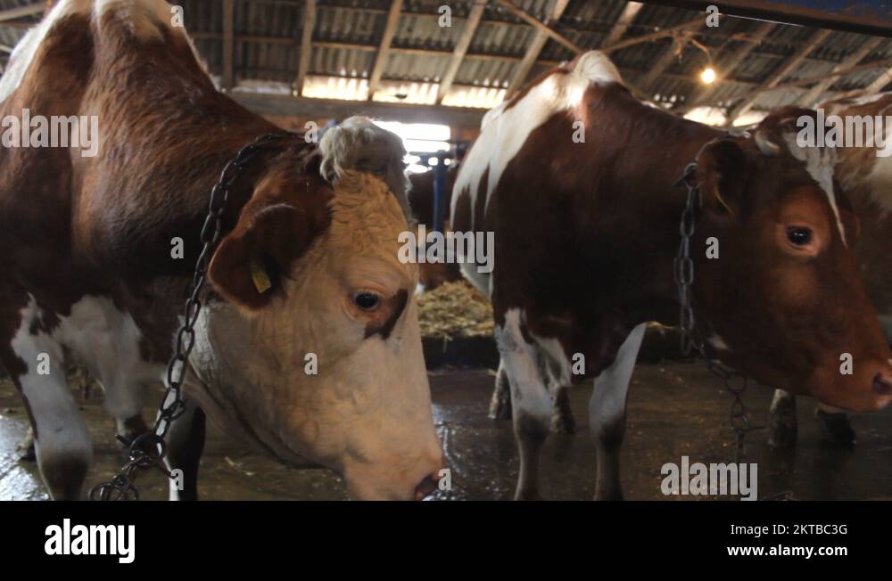 Dairy cows farm Simmental Stock Video Footage - Alamy