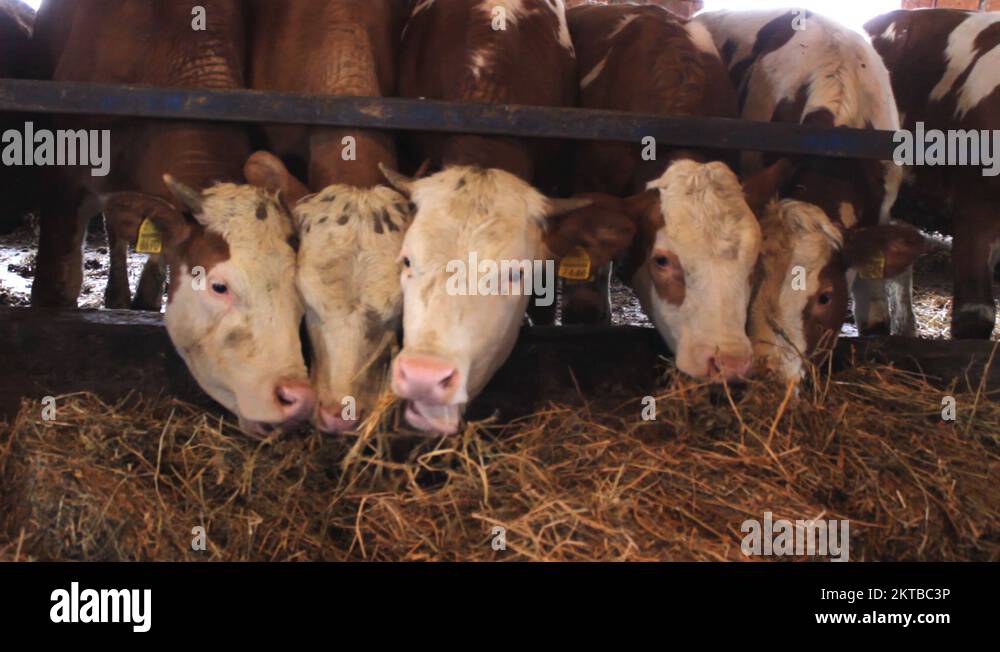Dairy cows farm Simmental cattle Stock Video Footage - Alamy