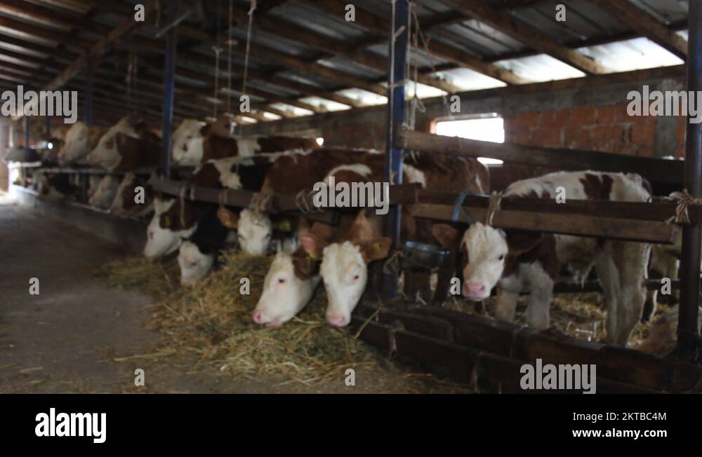 Simmental cattle Stock Videos & Footage - HD and 4K Video Clips - Alamy