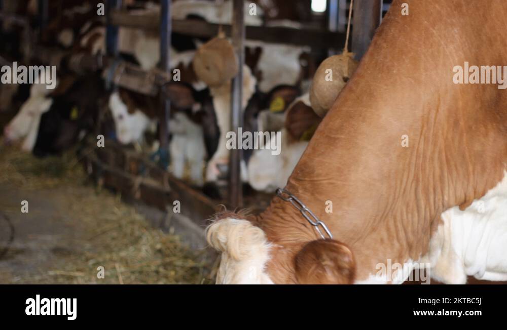 Dairy cows farm Simmental cattle Stock Video Footage - Alamy