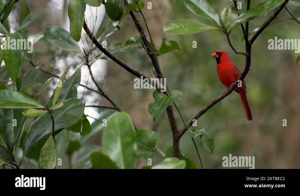 Bird cardinal songbird birds Stock Videos & Footage - HD and 4K Video ...