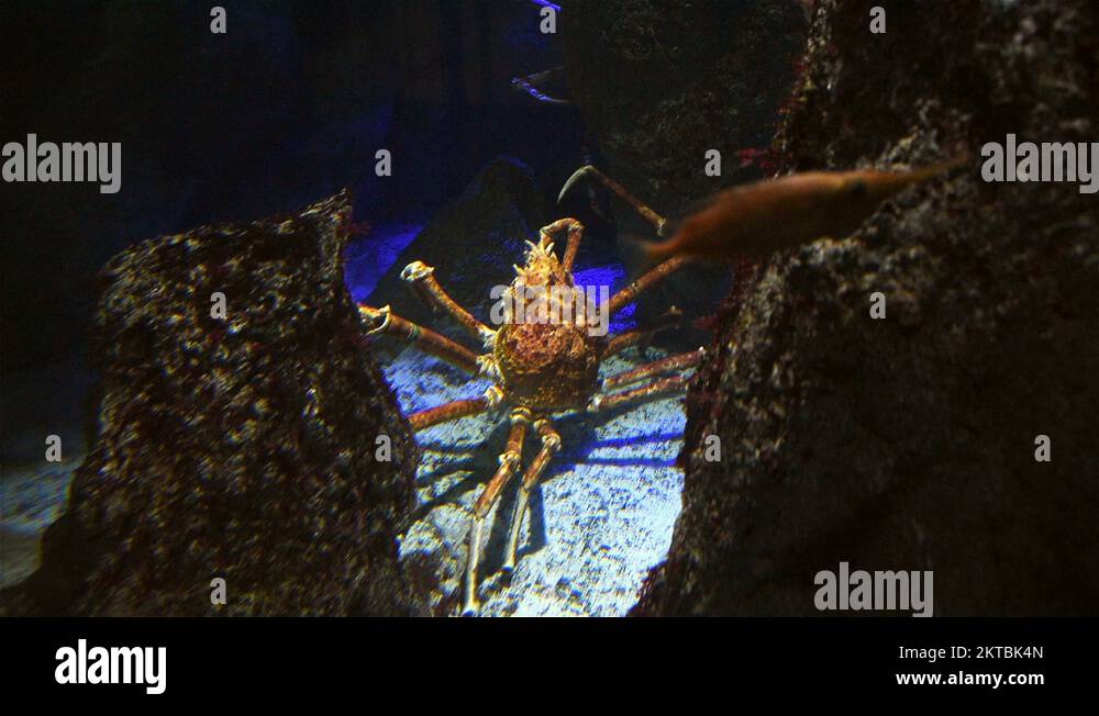 Japanese spider crab or giant spider crab Stock Videos & Footage - HD ...