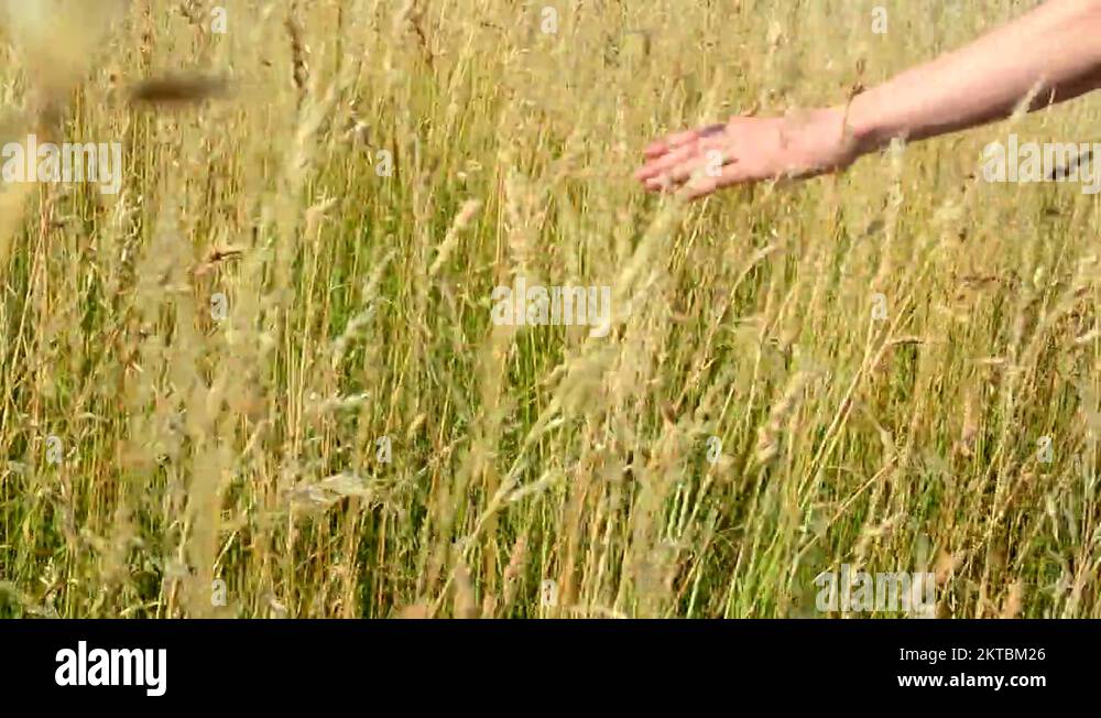 hand fluently flows through the gold grass out from camera - detail ...