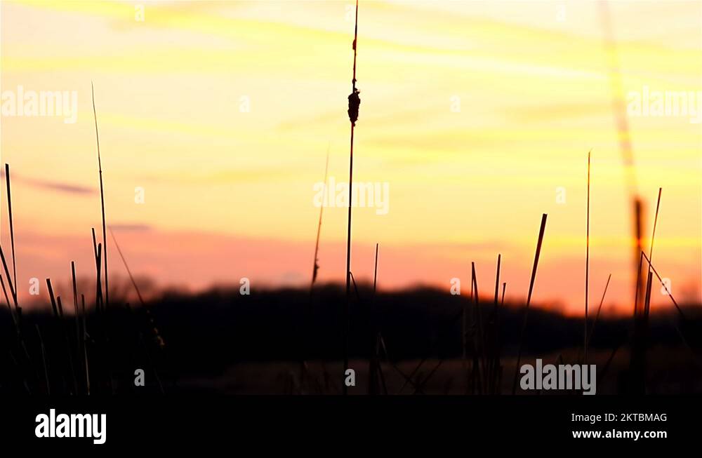 Orange nature Stock Videos & Footage - HD and 4K Video Clips - Alamy