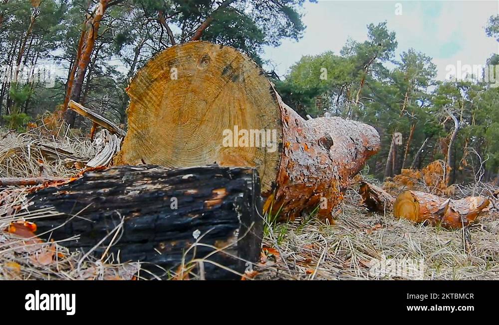Felling of timber Stock Videos & Footage - HD and 4K Video Clips - Alamy