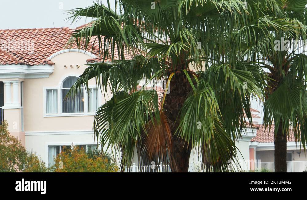 Palm Tree in Wind and Rain at Resort During Storm, 4K Stock Video ...
