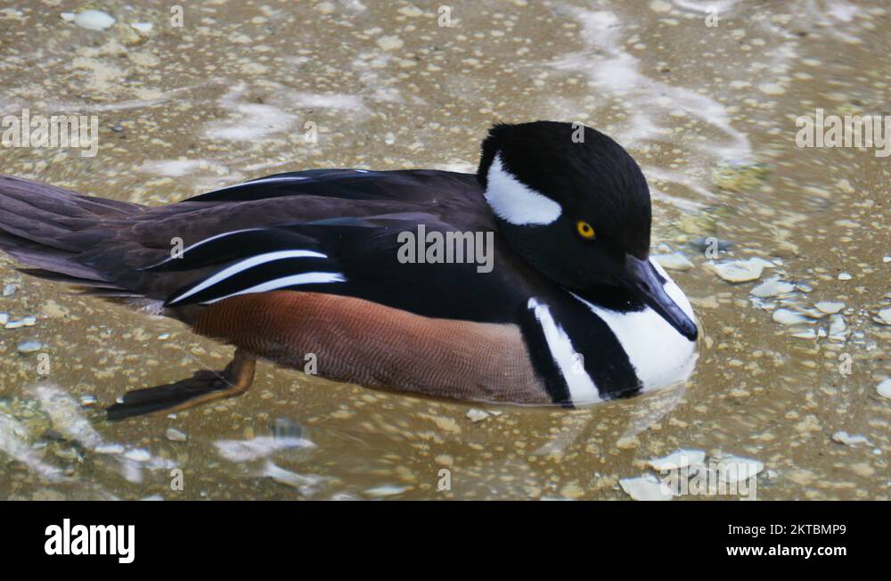 Duck black and Stock Videos & Footage - HD and 4K Video Clips - Alamy