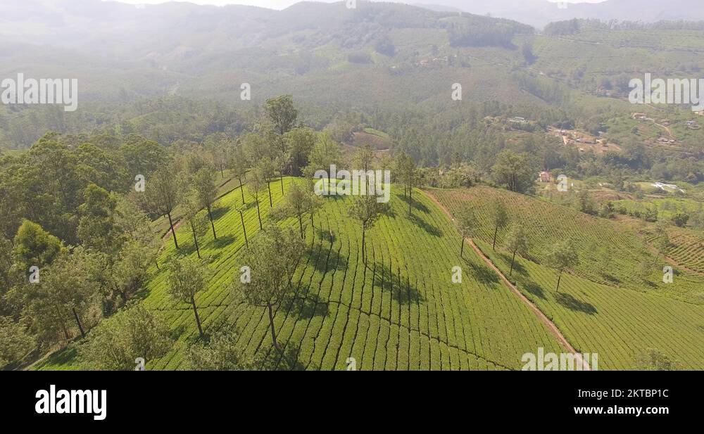 Munnar trees plantation india Stock Videos & Footage - HD and 4K Video ...