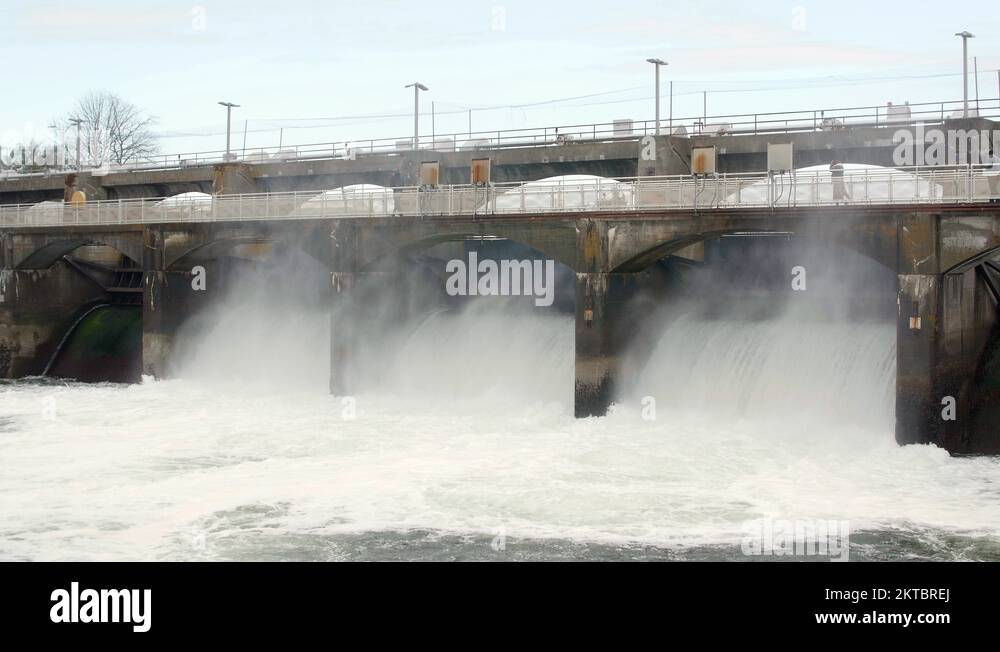 Seattle fish ladder Stock Videos & Footage - HD and 4K Video Clips - Alamy