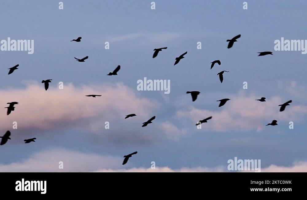 Flock birds migration Stock Videos & Footage - HD and 4K Video Clips ...