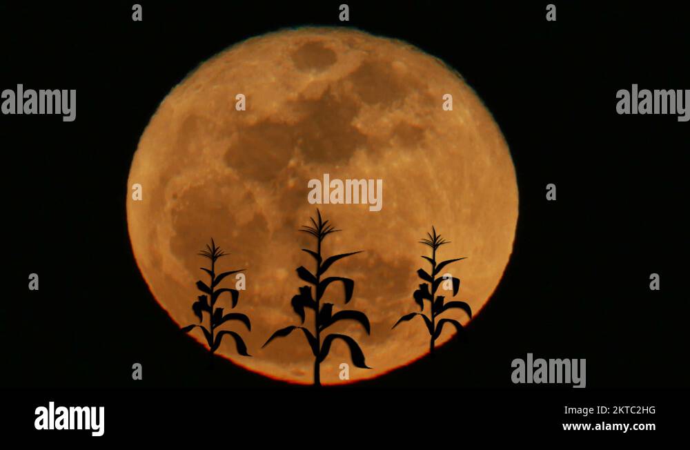 Red Harvest Moon with Growing Corn Stalks Silhouette Animation, 4K ...