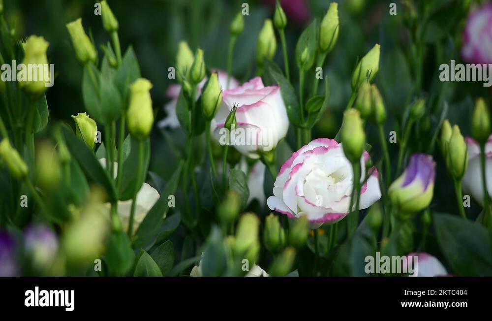 Rosa pastel Stock Videos & Footage - HD and 4K Video Clips - Alamy