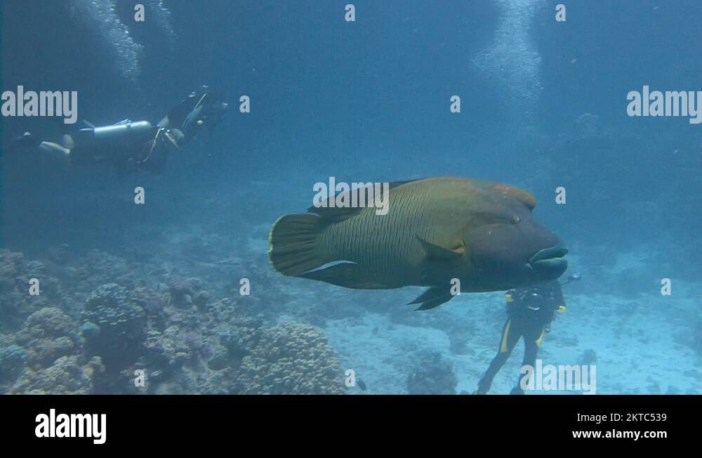 Diving in the Red sea near Egypt. Dive with big fish Napoleon Stock ...